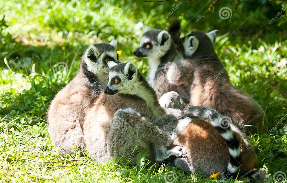 Group of relaxing lemus stock image. Image of captivity - 45979211