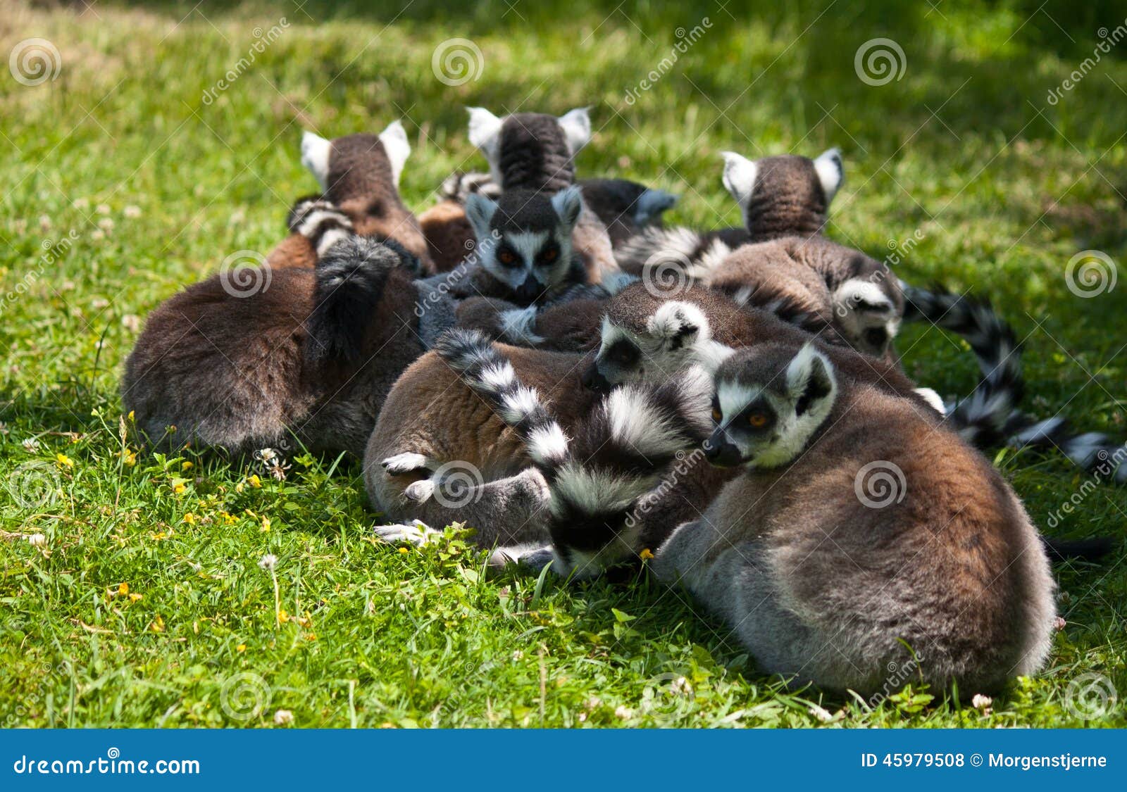 Group of relaxing lemus stock photo. Image of lemur, embracing - 45979508