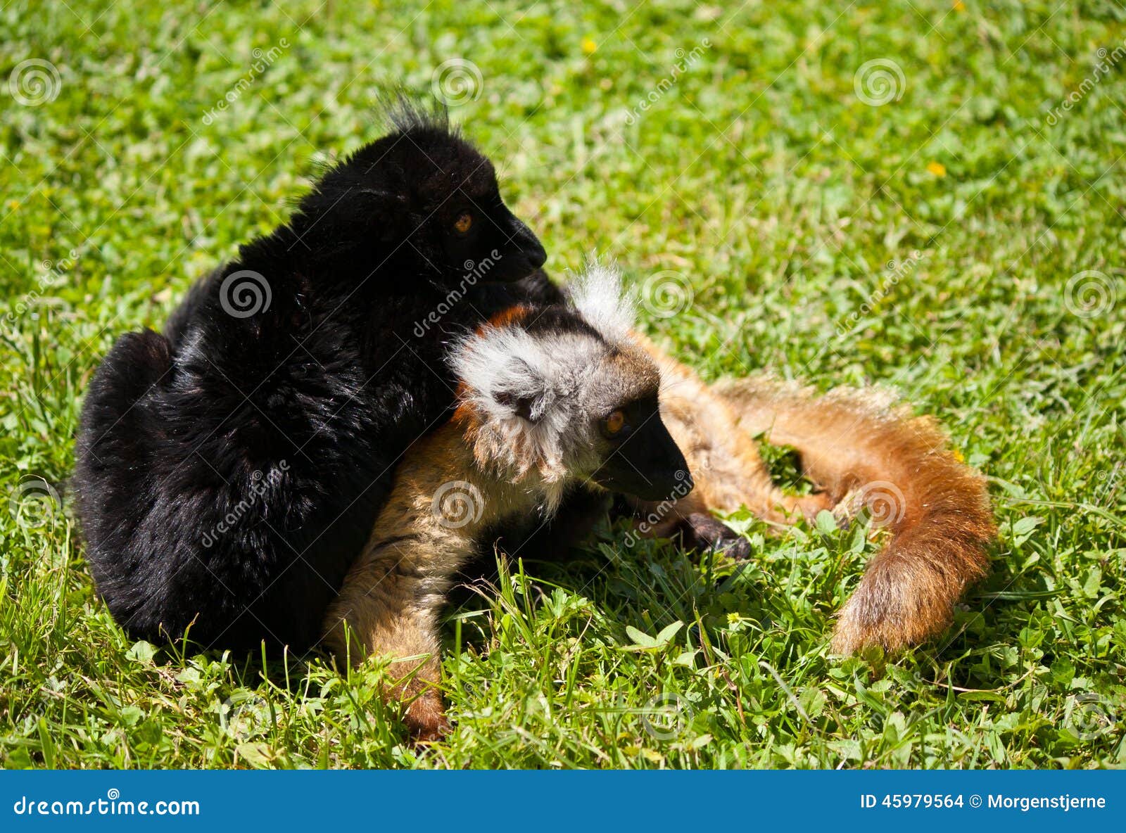 Group of relaxing lemus stock photo. Image of black, face - 45979564