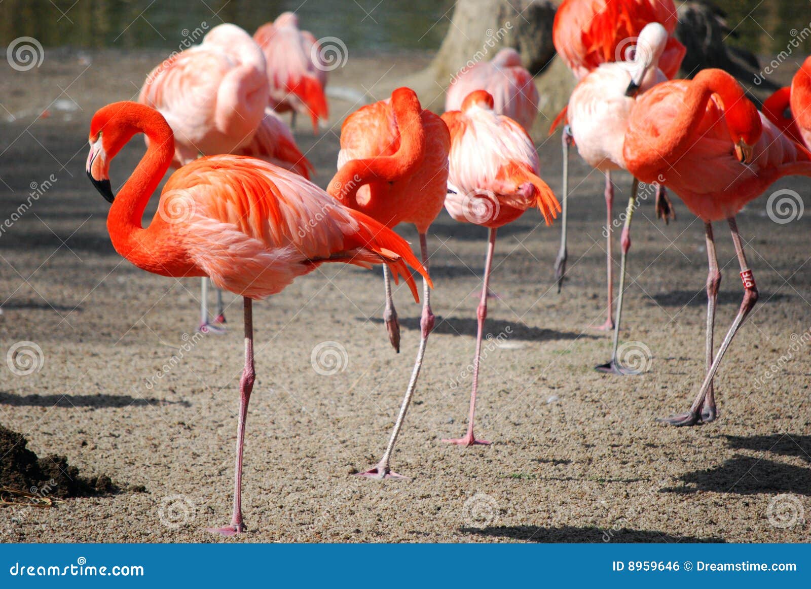 Group Of Resting Pink Flamingos Stock Photo - Image of americans ...