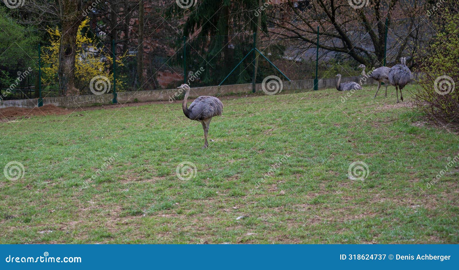 Group of Rhea Americana Birds Walks on Grass Stock Image - Image of ...