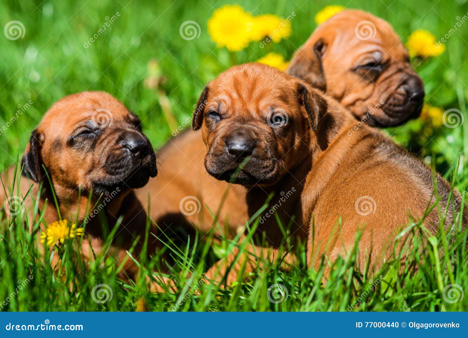 Group of Rhodesian Ridgeback Puppies Lying on Grass Stock Photo - Image ...