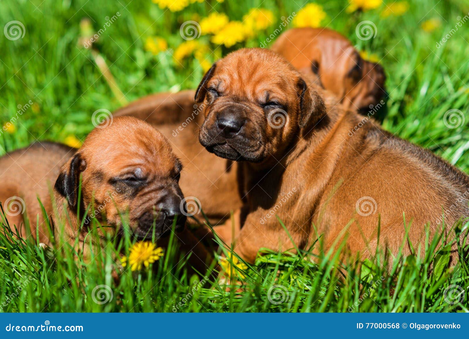 Group of Rhodesian Ridgeback Puppies Lying on Grass Stock Photo - Image ...