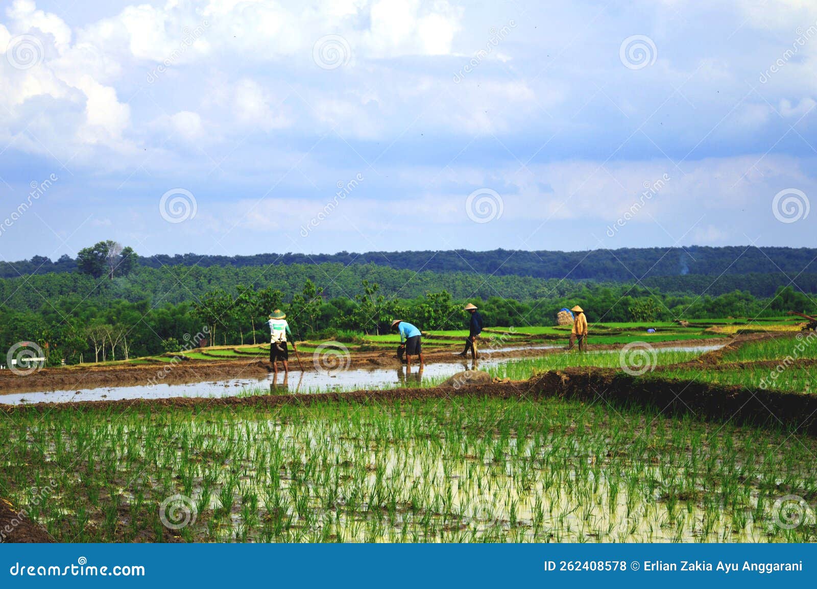 A Group of Rice Farmer on a Rice Field Stock Photo - Image of ...