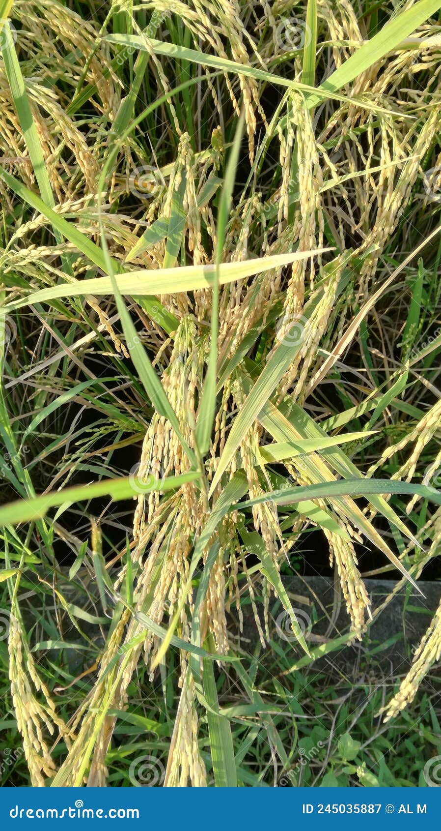 A Group Rice Fruit or Paddy (padi ) in the Field from East Java ...