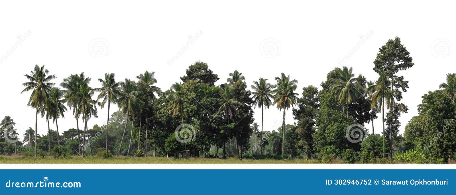 A Group of Rich Green Trees High Resolution on White Background Stock ...