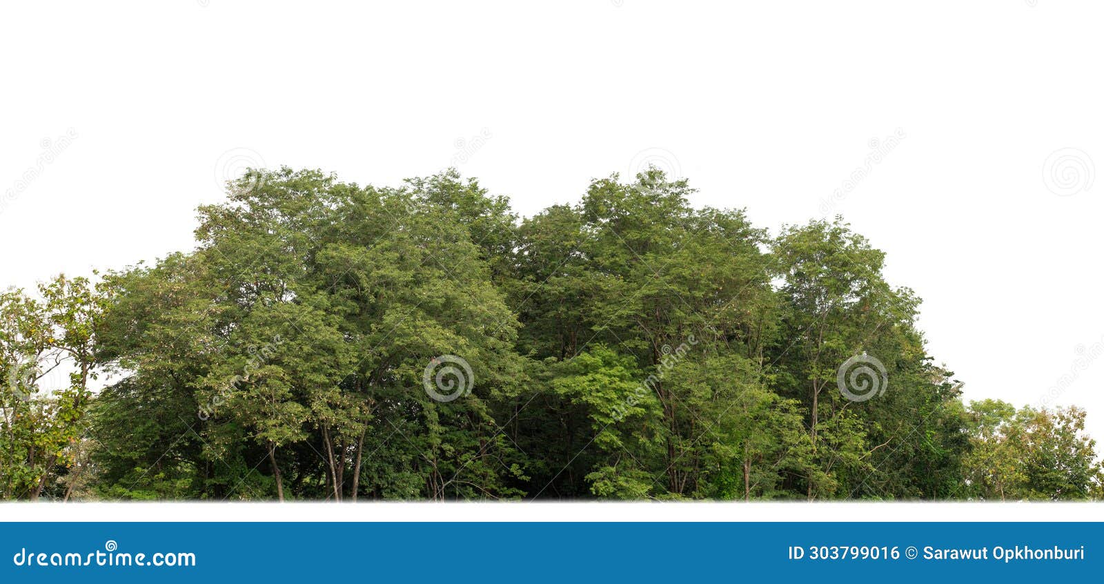 A Group of Rich Green Trees High Resolution on White Background . Stock ...
