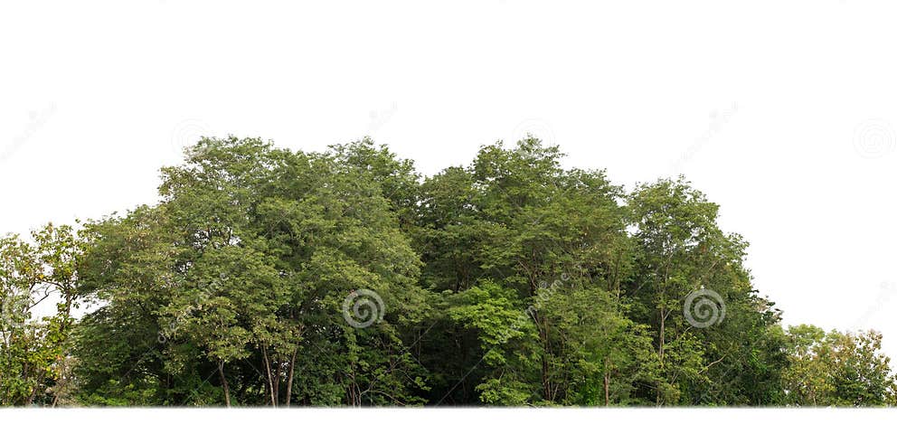 A Group of Rich Green Trees High Resolution on White Background . Stock ...