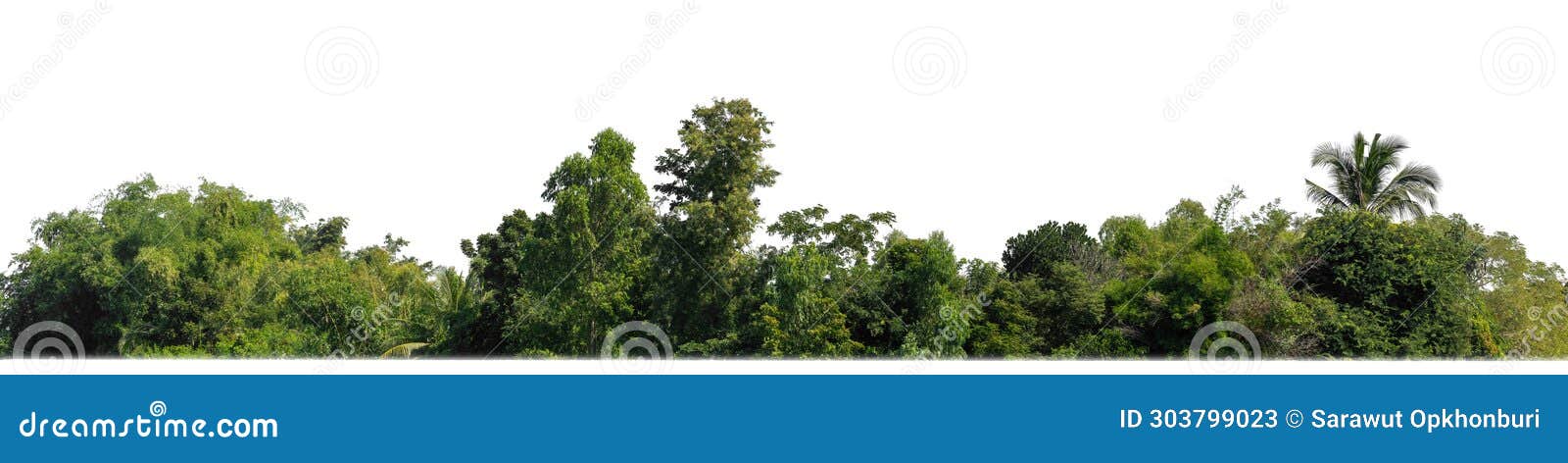 A Group of Rich Green Trees High Resolution on White Background . Stock ...