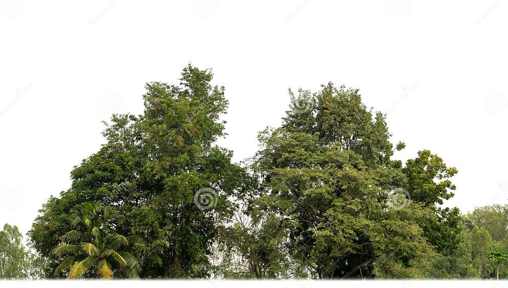 A Group of Rich Green Trees High Resolution on White Background . Stock ...