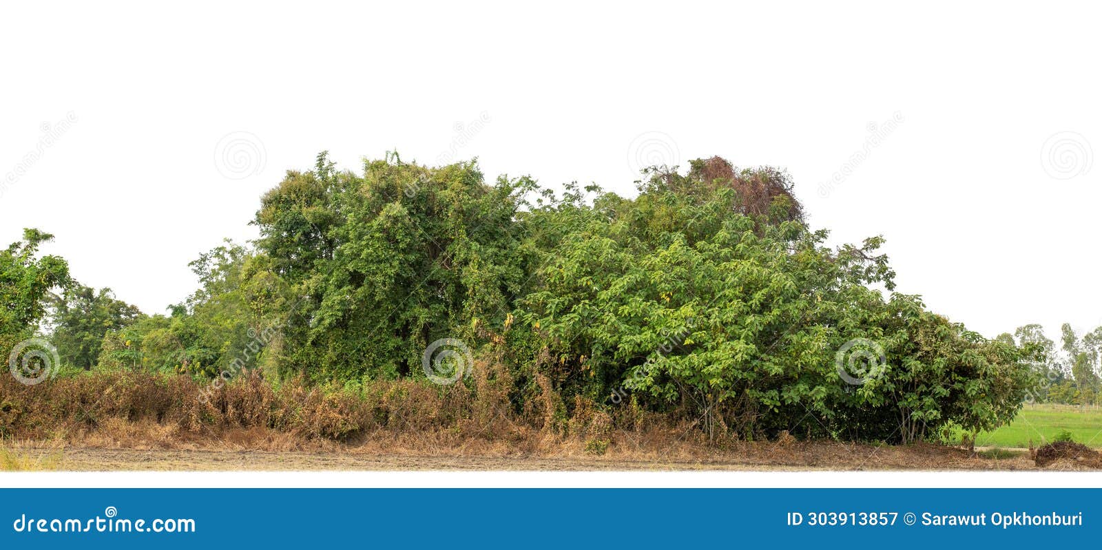 A Group of Rich Green Trees High Resolution on White Background . Stock ...