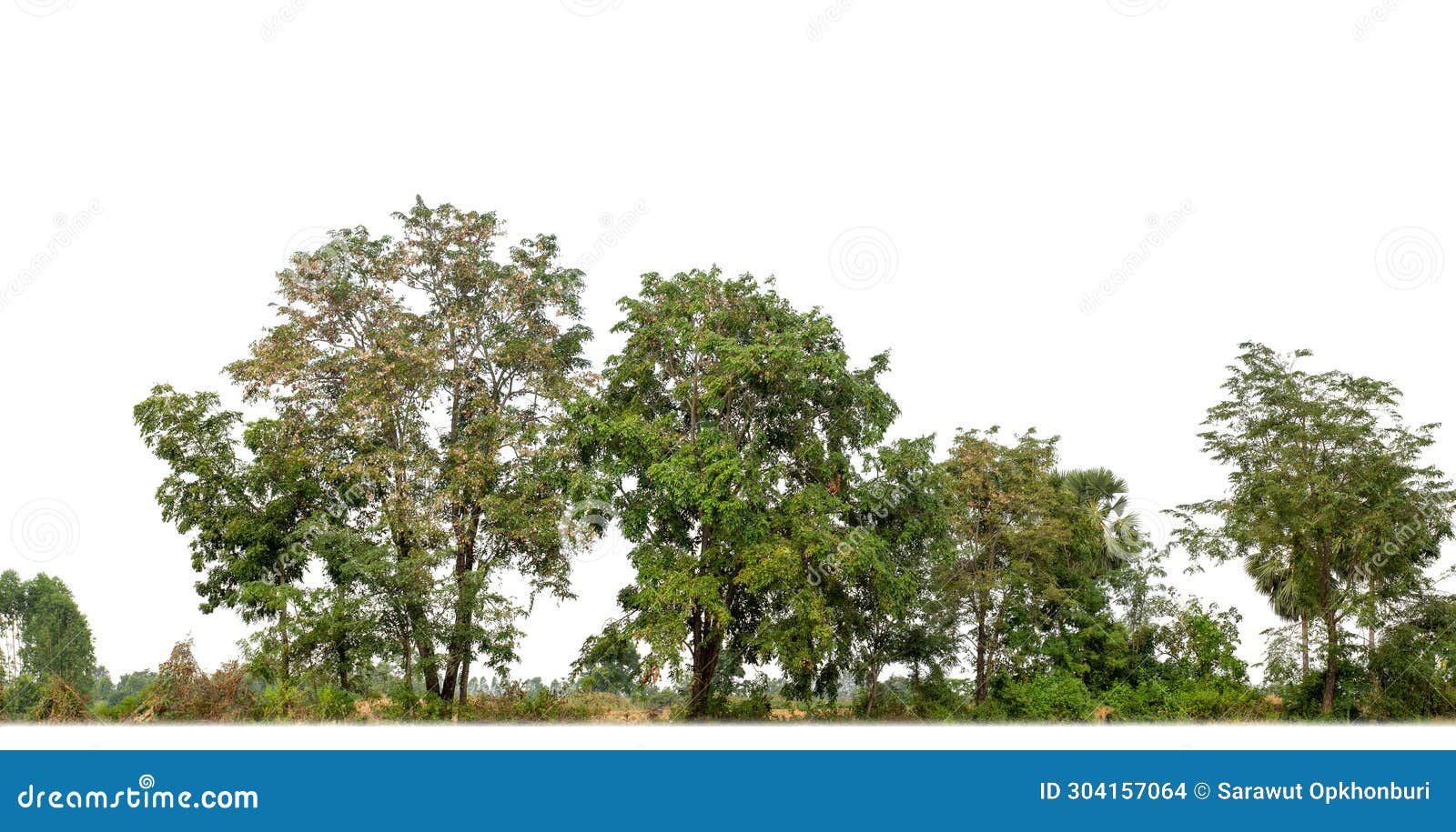 A Group of Rich Green Trees High Resolution on White Background Stock ...