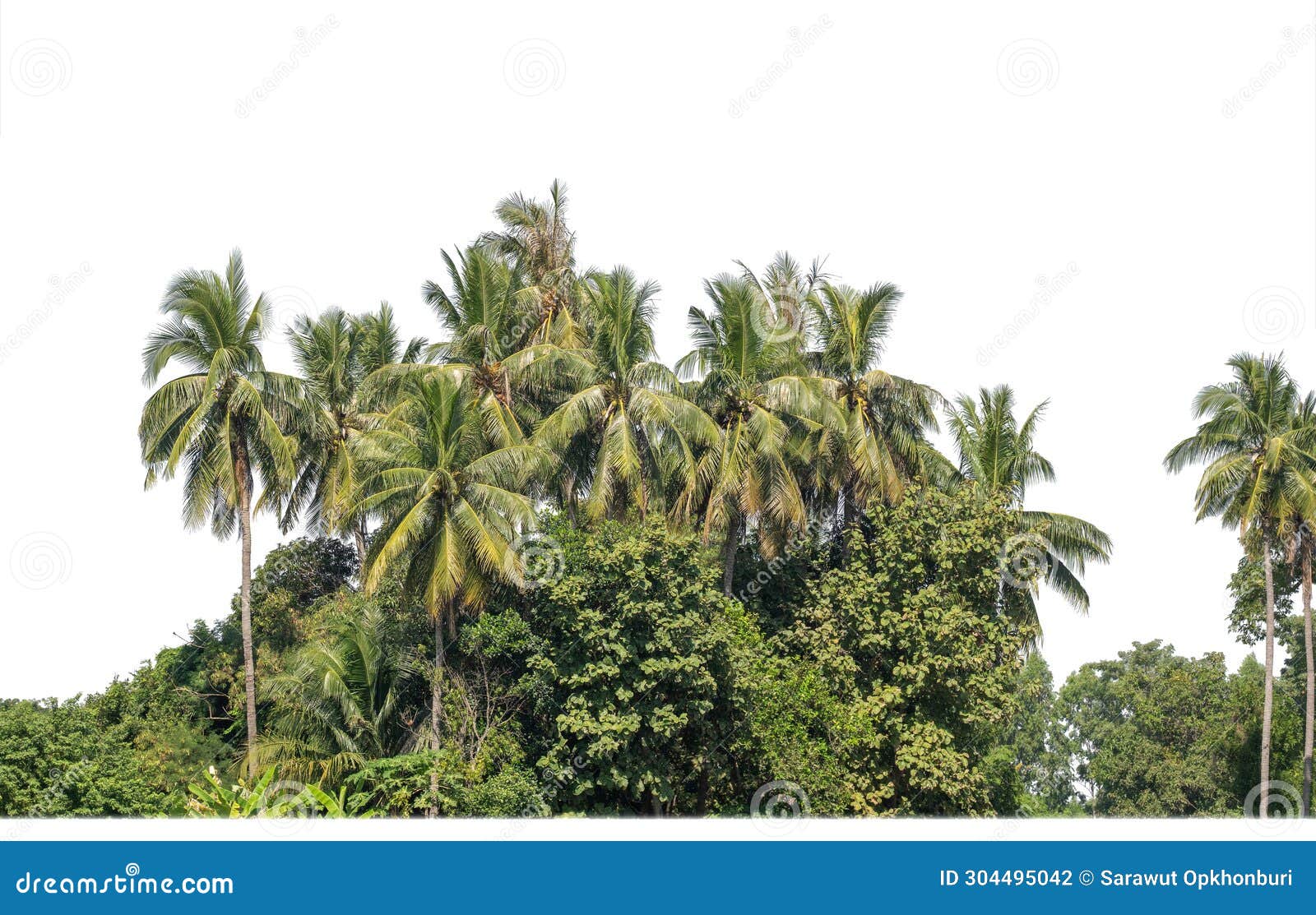A Group of Rich Green Trees High Resolution on White Background. Stock ...