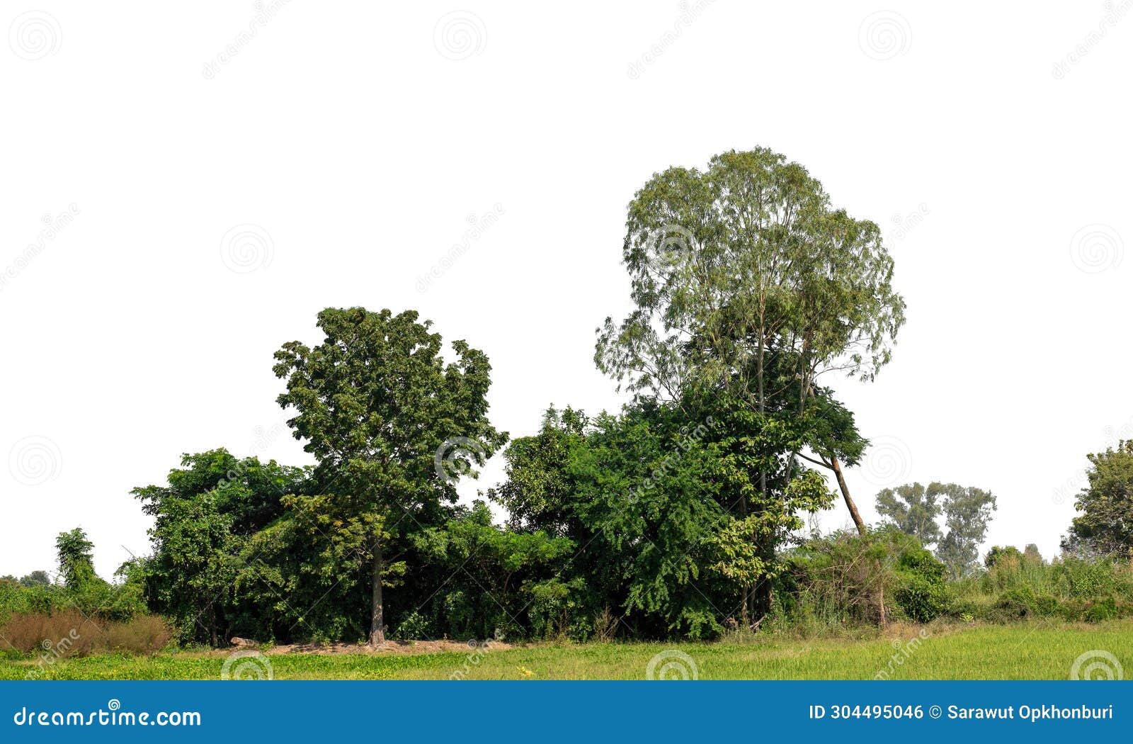 A Group of Rich Green Trees High Resolution on White Background. Stock ...