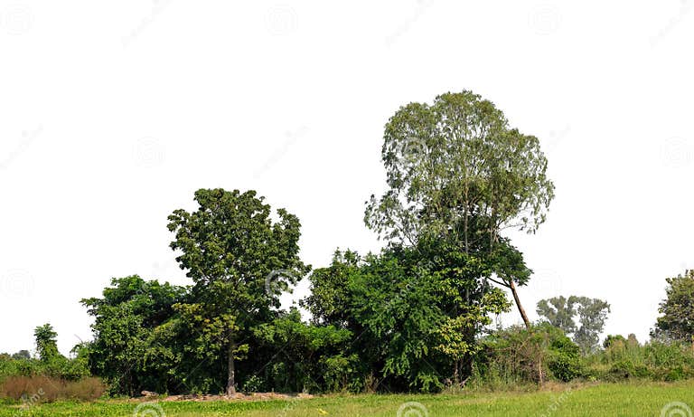 A Group of Rich Green Trees High Resolution on White Background. Stock ...