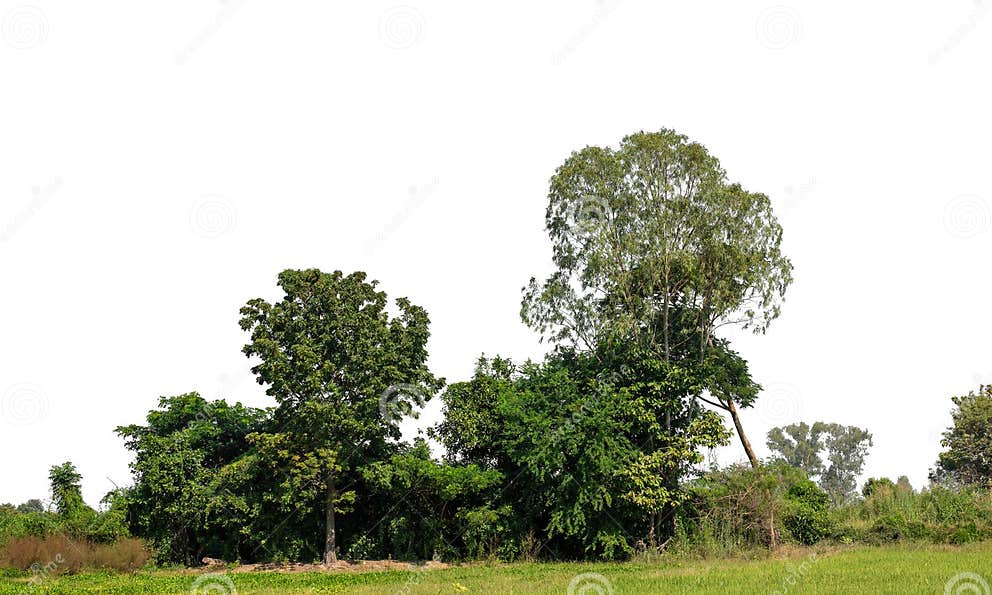 A Group of Rich Green Trees High Resolution on White Background. Stock ...