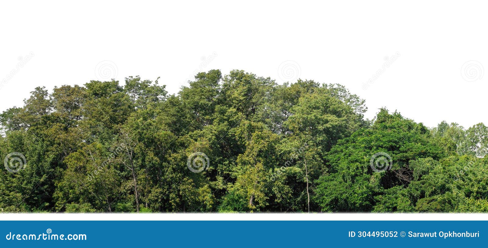 A Group of Rich Green Trees High Resolution on White Background. Stock ...