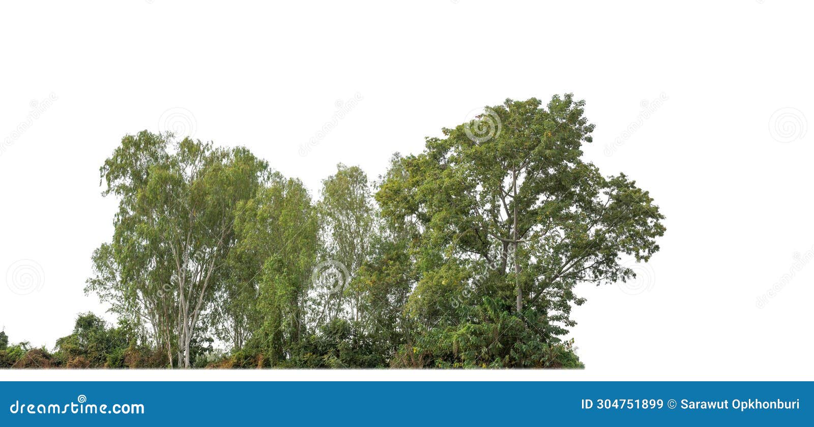 A Group of Rich Green Trees High Resolution on White Background. Stock ...