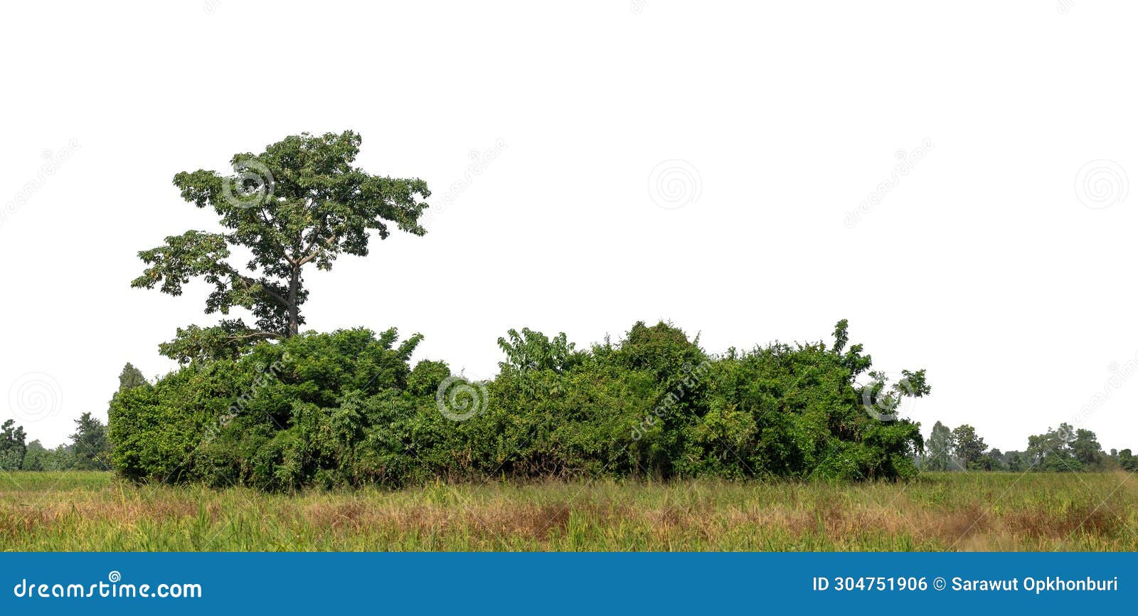 A Group of Rich Green Trees High Resolution on White Background . Stock ...