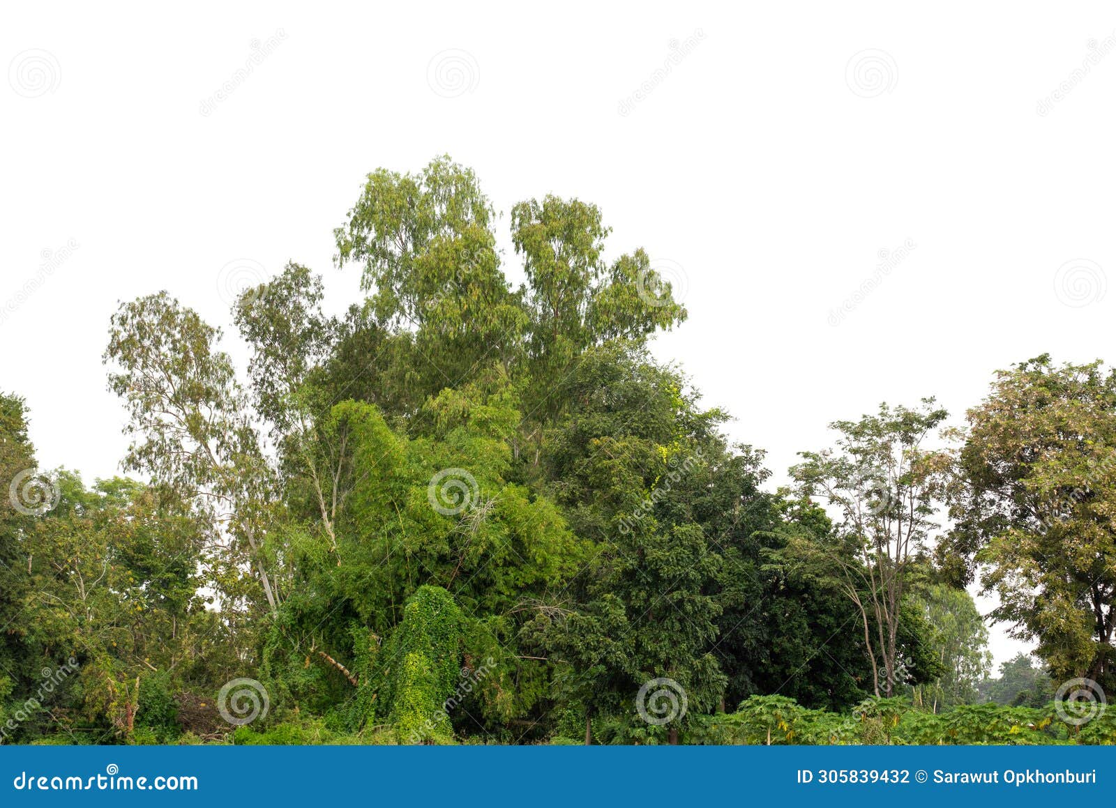 A Group of Rich Green Trees High Resolution on White Background. Stock ...
