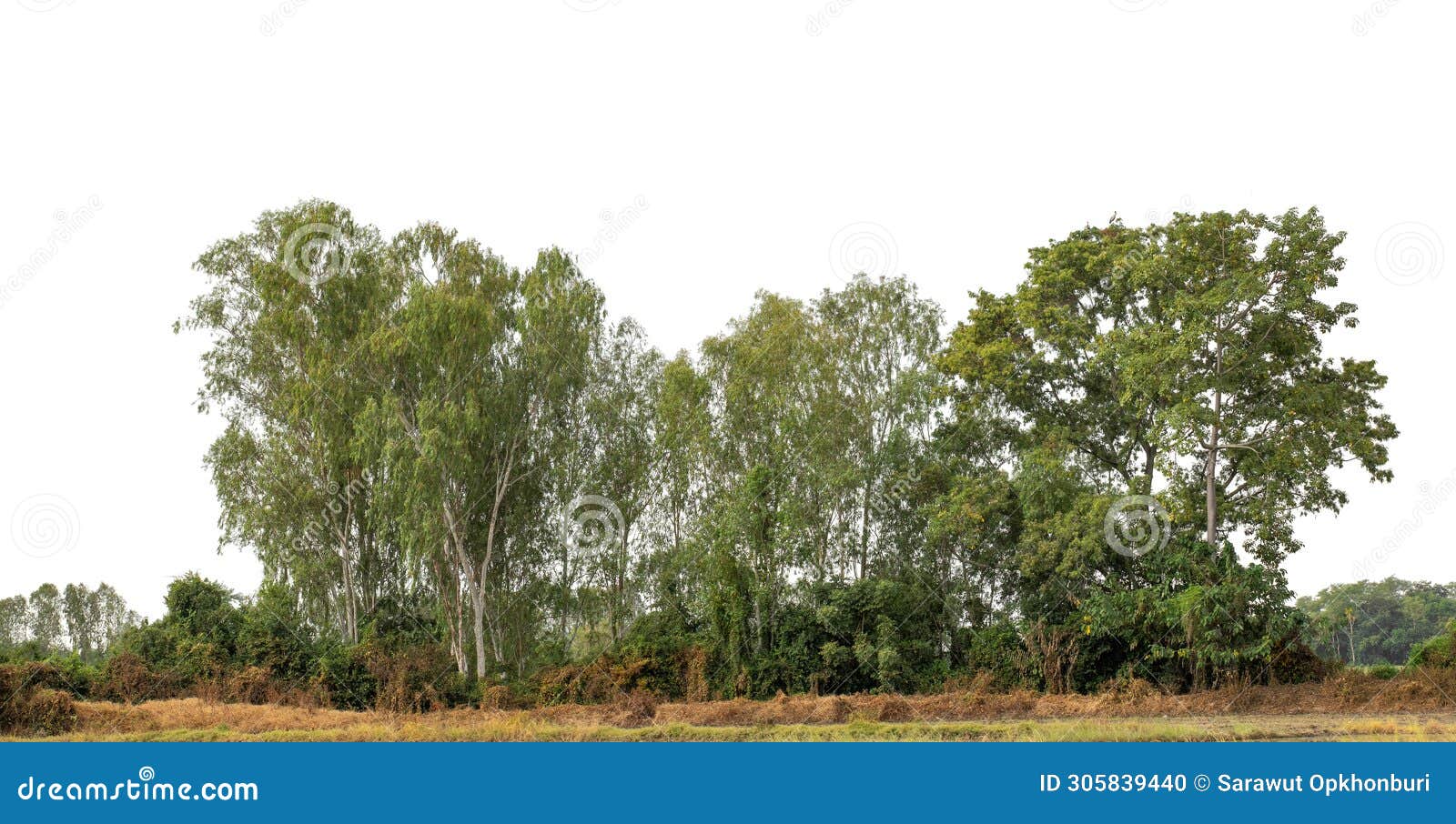 A Group of Rich Green Trees High Resolution on White Background. Stock ...