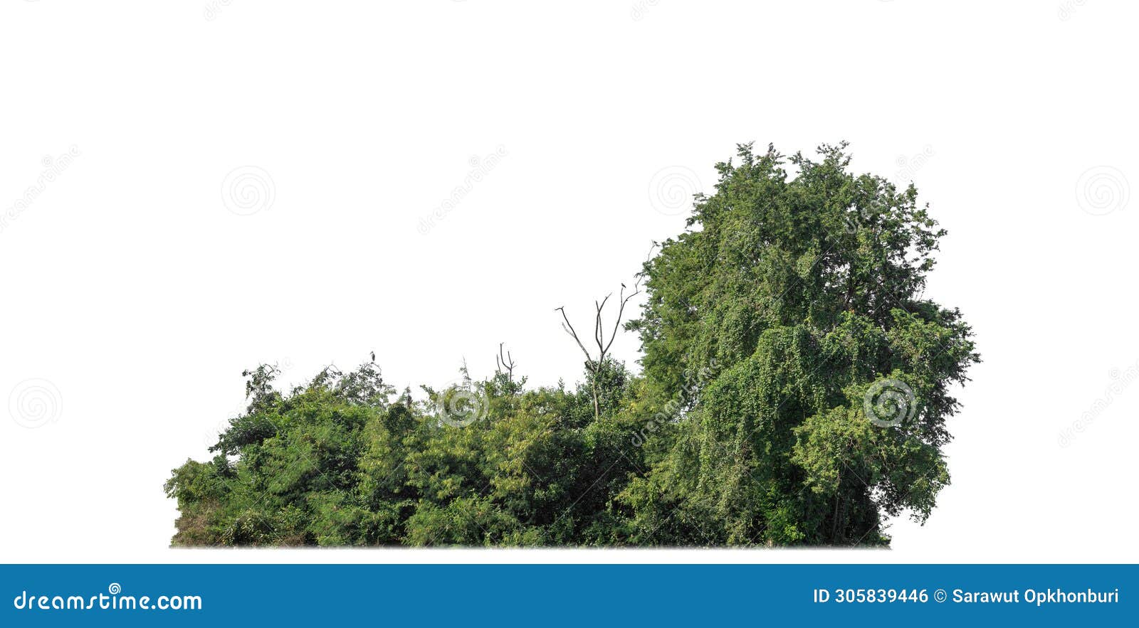 A Group of Rich Green Trees High Resolution on White Background. Stock ...