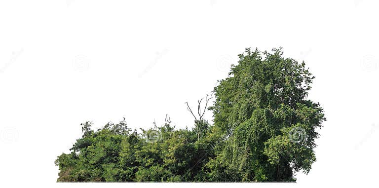 A Group of Rich Green Trees High Resolution on White Background. Stock ...