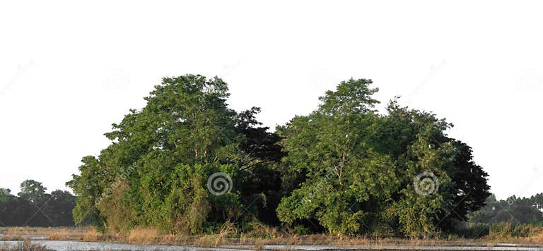 A Group of Rich Green Trees High Resolution on White Background. Stock ...