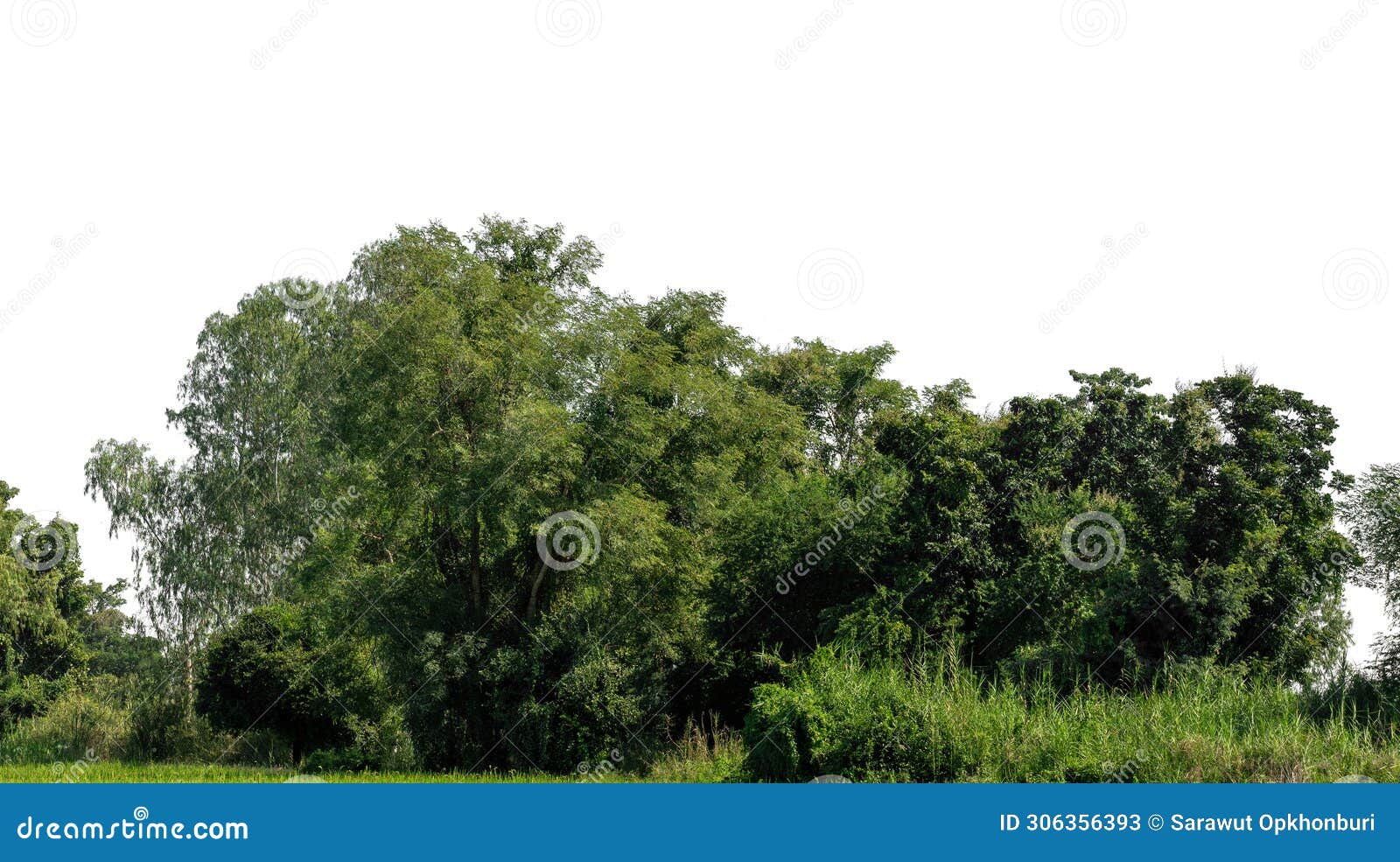 A Group of Rich Green Trees High Resolution on White Background. Stock ...