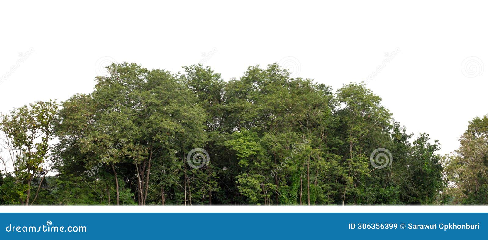 A Group of Rich Green Trees High Resolution on White Background. Stock ...