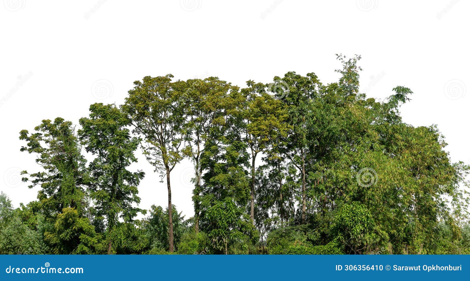 A Group of Rich Green Trees High Resolution on White Background Stock ...