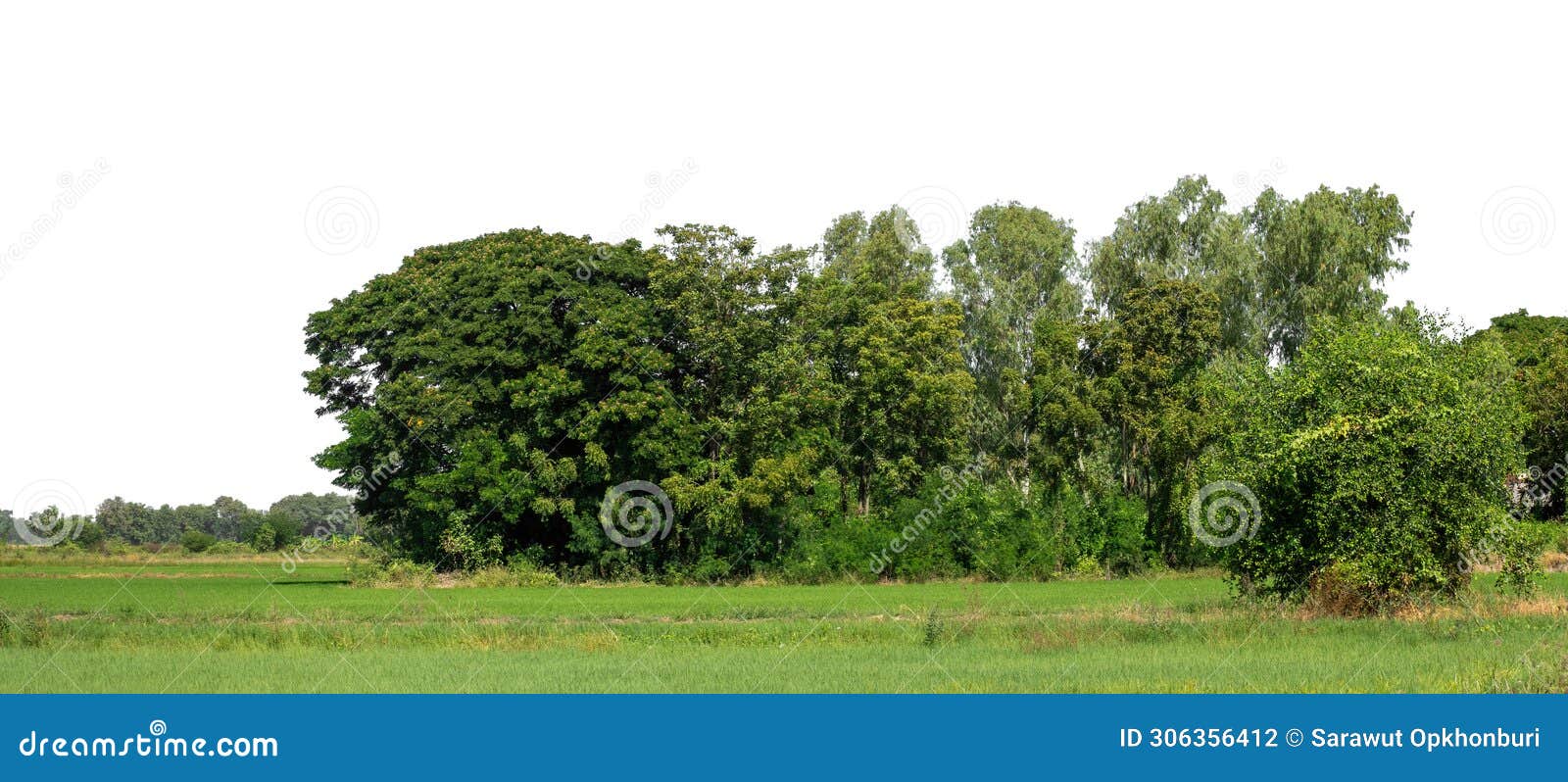 A Group of Rich Green Trees High Resolution on White Background. Stock ...