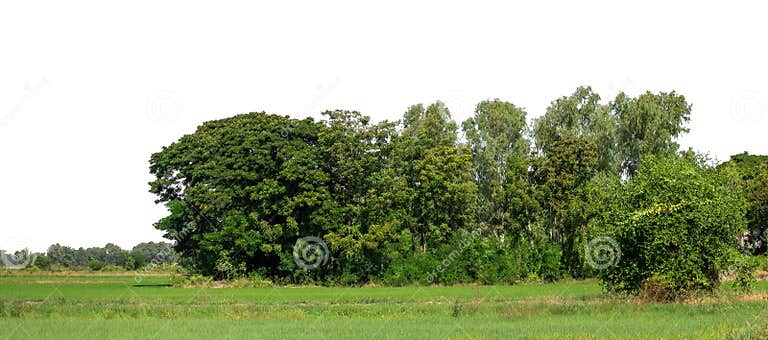 A Group of Rich Green Trees High Resolution on White Background. Stock ...