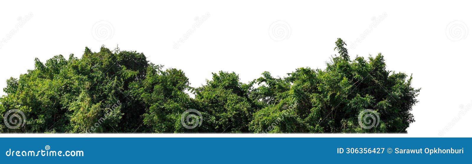 A Group of Rich Green Trees High Resolution on White Background. Stock ...