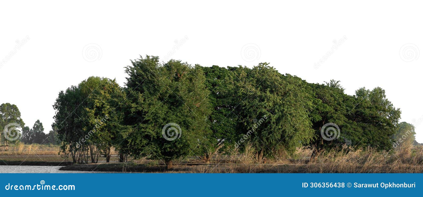 A Group of Rich Green Trees High Resolution on White Background. Stock ...