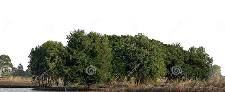A Group of Rich Green Trees High Resolution on White Background. Stock ...