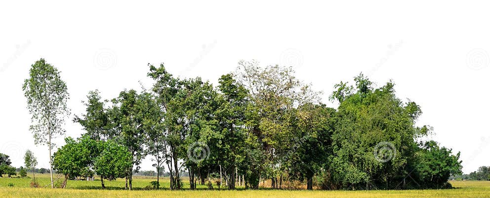 A Group of Rich Green Trees High Resolution on White Background Stock ...