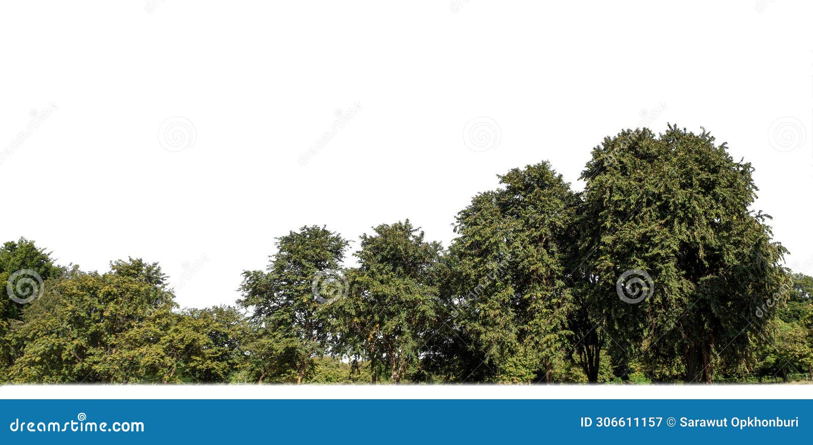 A Group of Rich Green Trees High Resolution on White Background. Stock ...