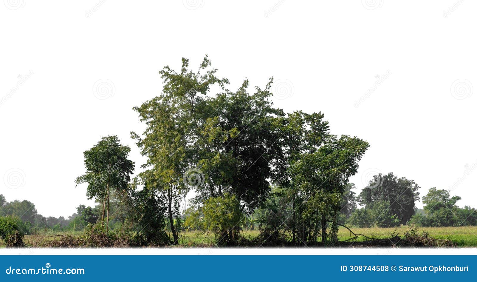 A Group of Rich Green Trees High Resolution on White Background. Stock ...