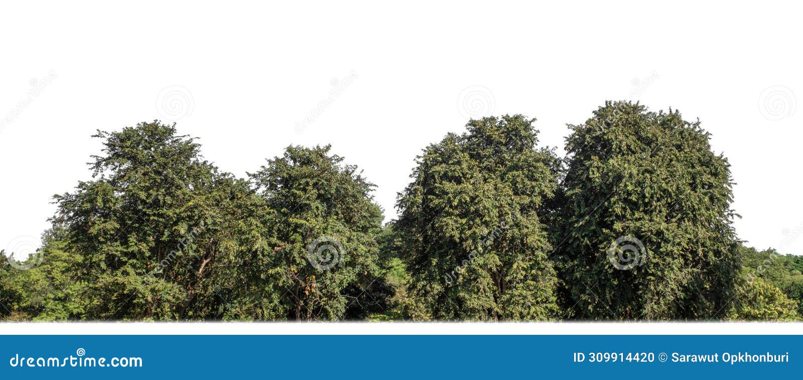 A Group of Rich Green Trees High Resolution on White Background . Stock ...