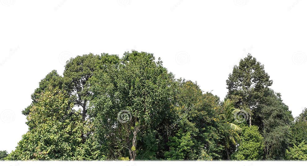 A Group of Rich Green Trees High Resolution on White Background . Stock ...