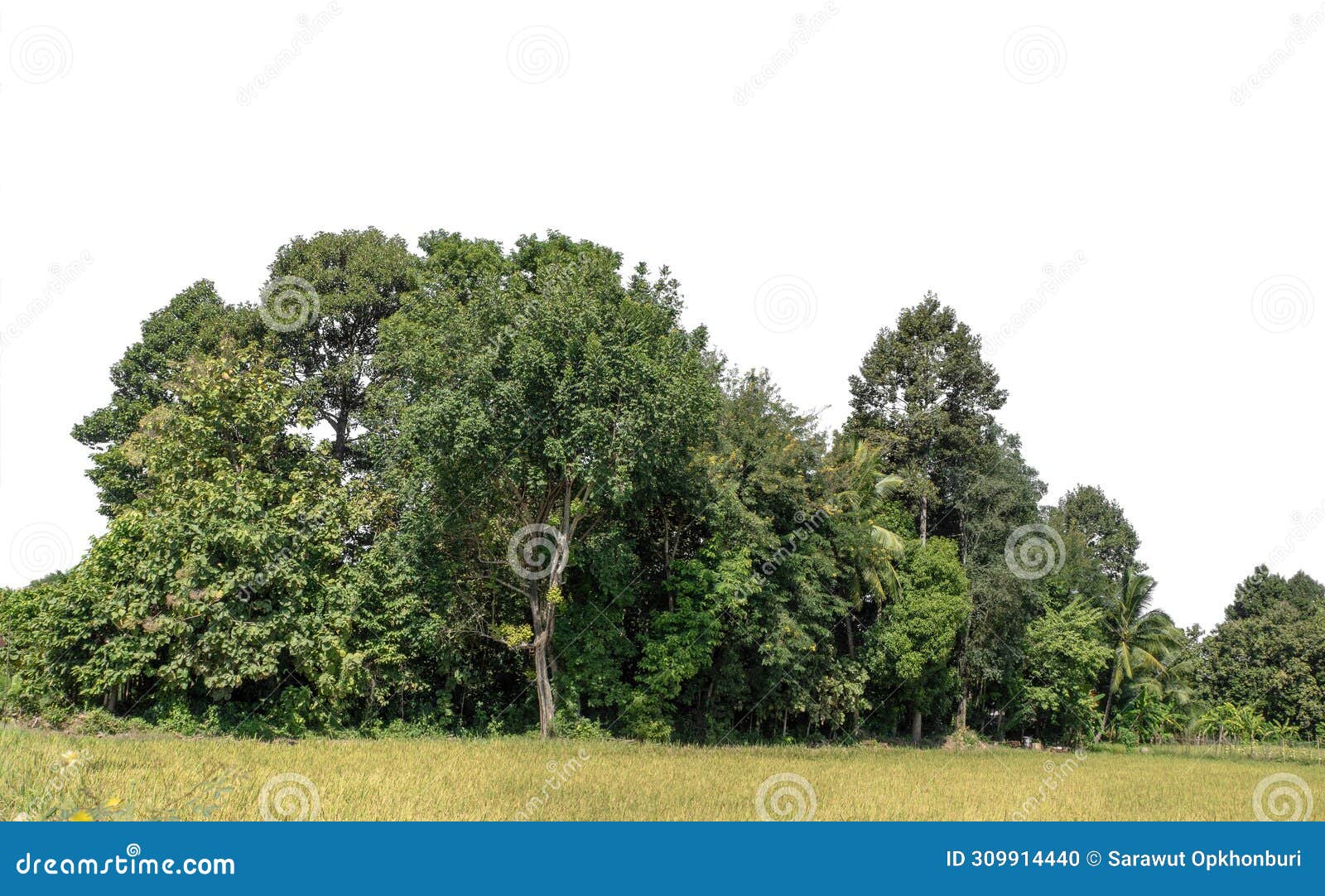 A Group of Rich Green Trees High Resolution on White Background . Stock ...