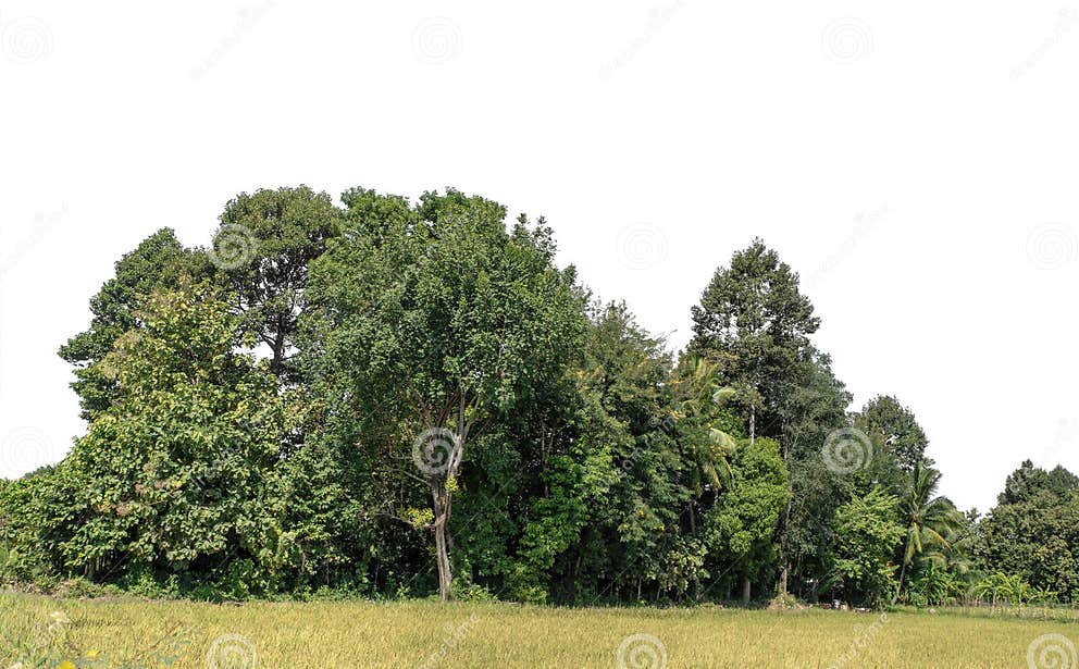 A Group of Rich Green Trees High Resolution on White Background . Stock ...