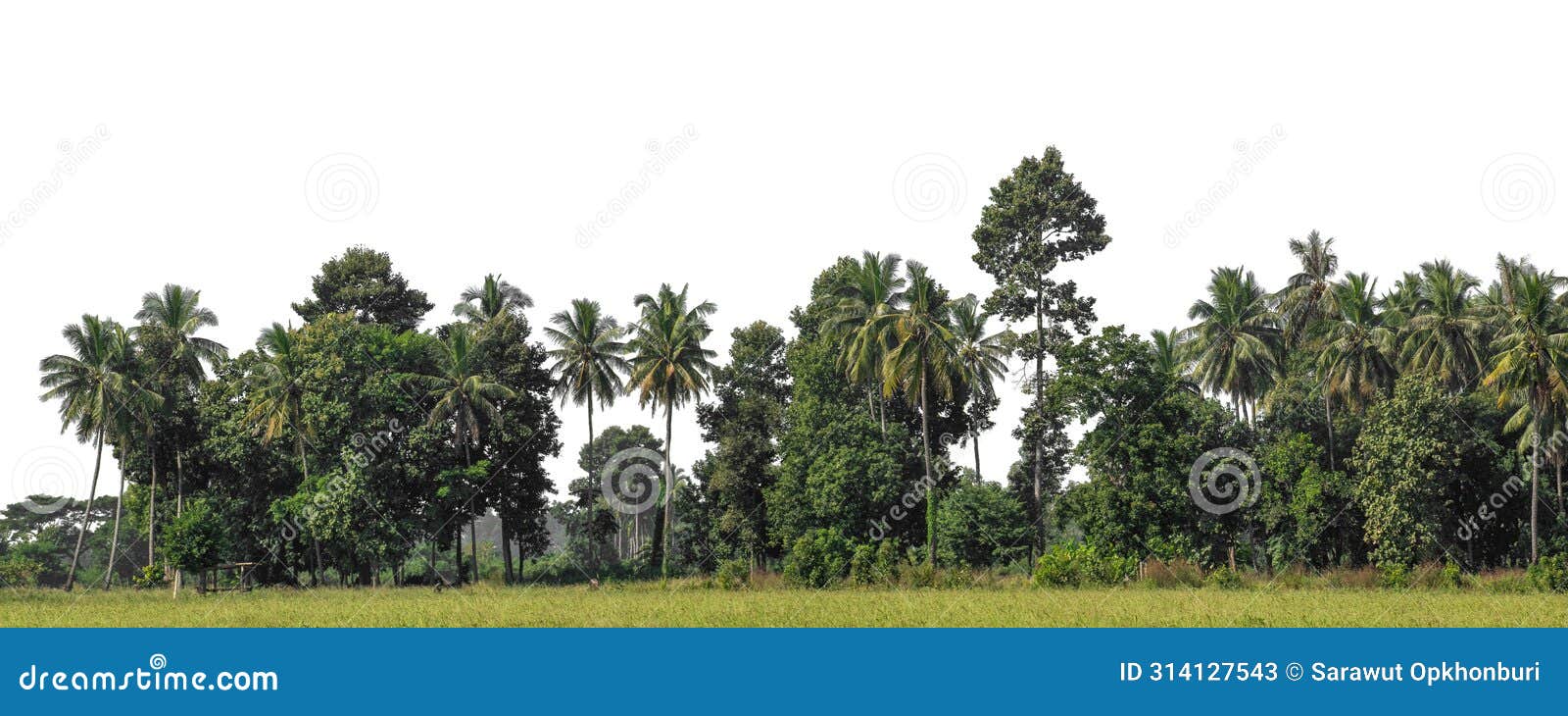 A Group of Rich Green Trees High Resolution on White Background . Stock ...