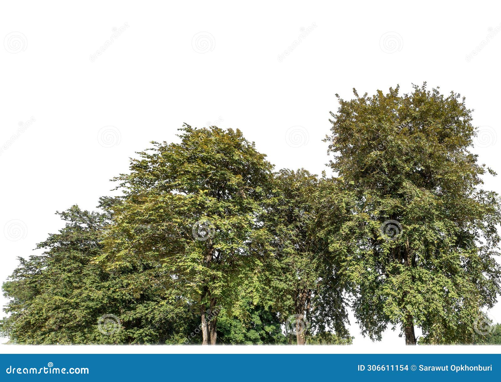 A Group of Rich Green Trees High Resolution on White Background. Stock ...