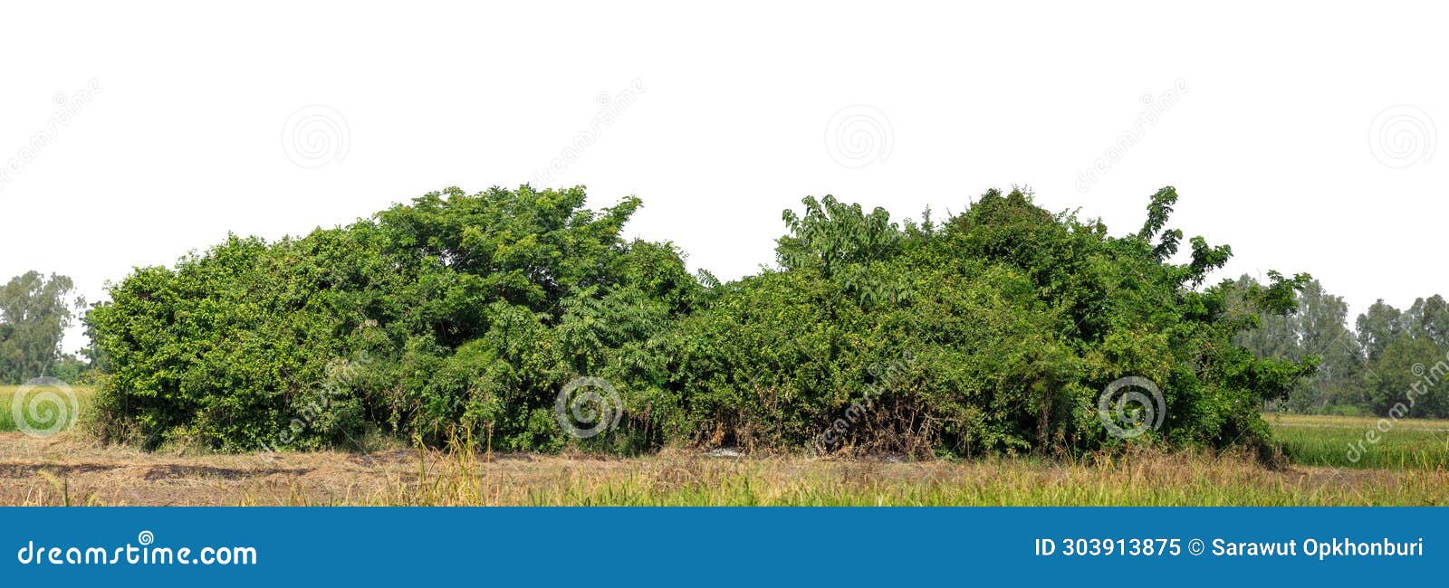 A Group of Rich Green Trees High Resolution on White Background . Stock ...