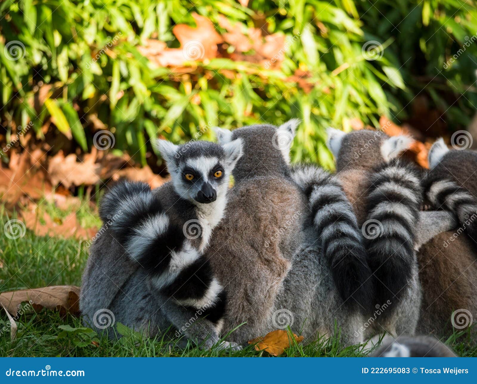 Group of Ring-tailed Lemur Monkeys Stock Image - Image of watching ...