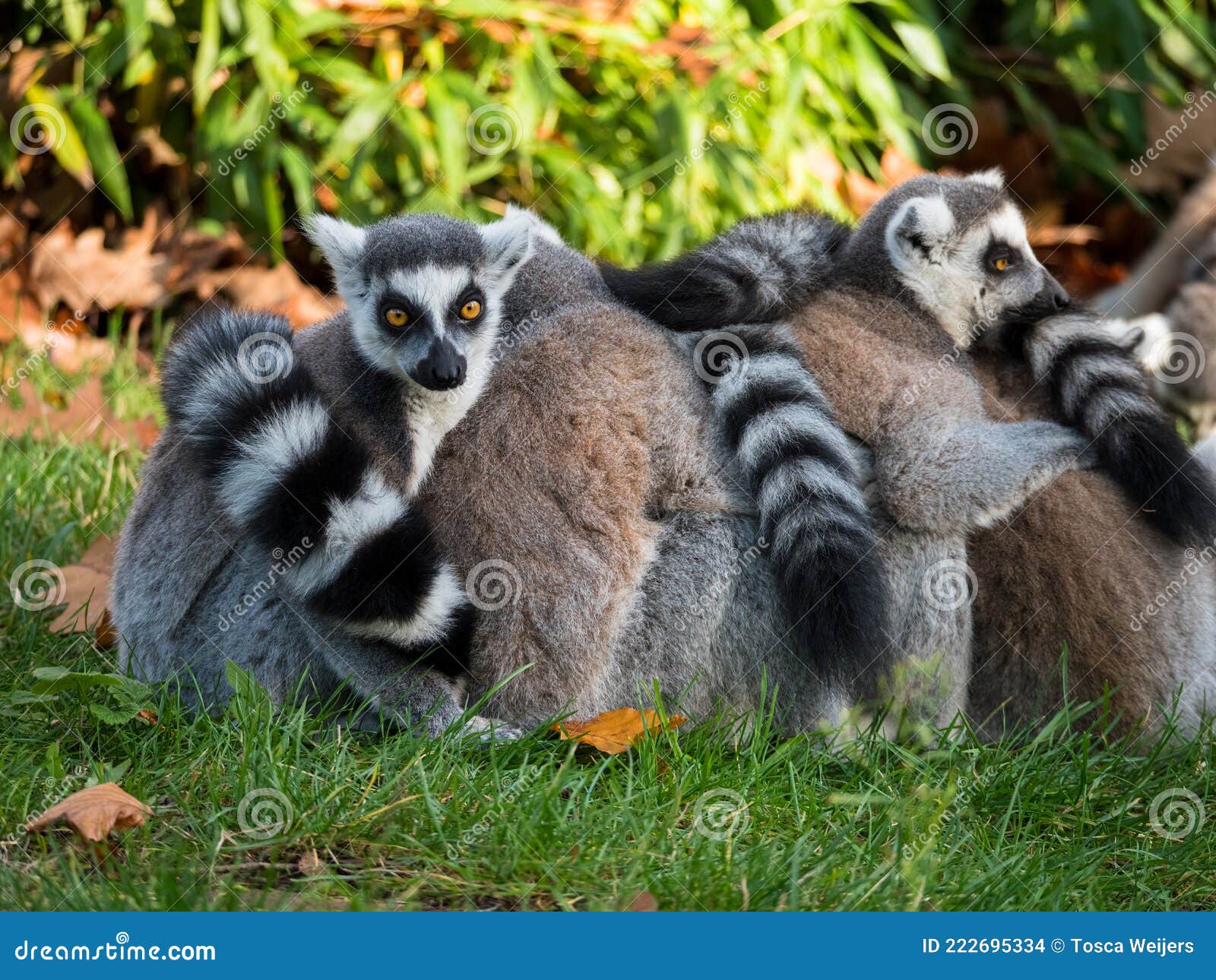 Group of Ring-tailed Lemur Monkeys Stock Photo - Image of wild ...
