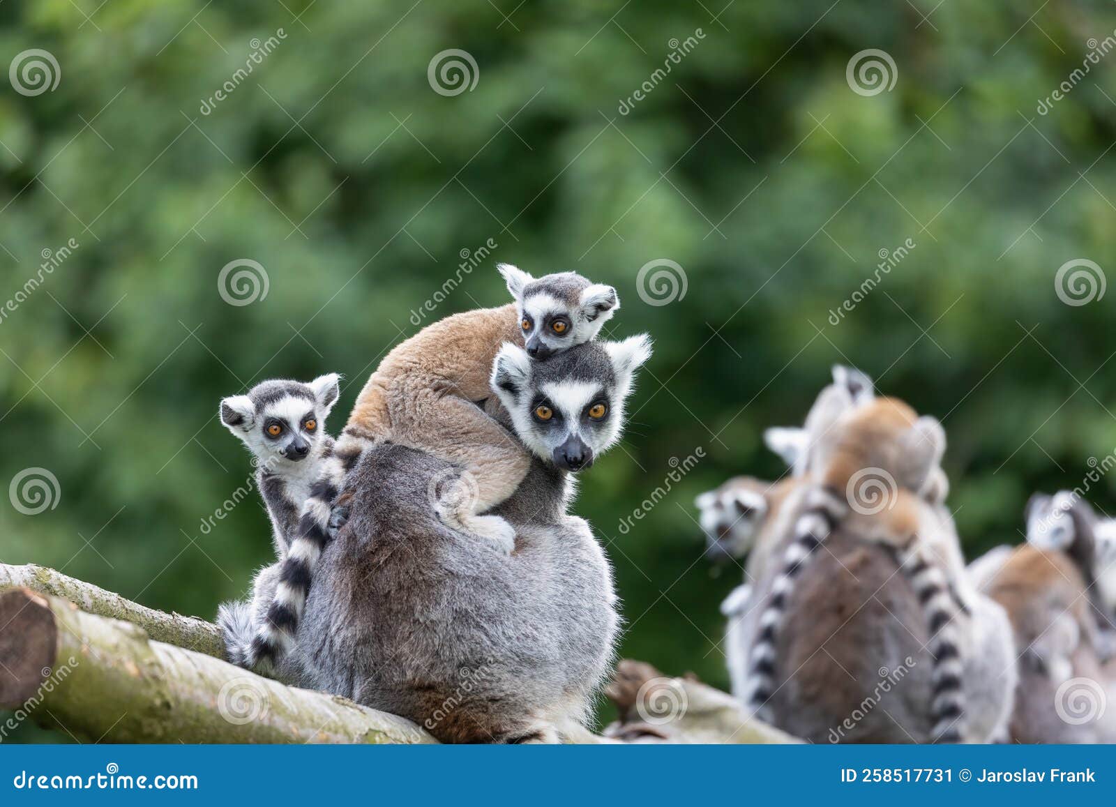 Group of the Ring-tailed Lemur Outdoors Stock Image - Image of nature ...