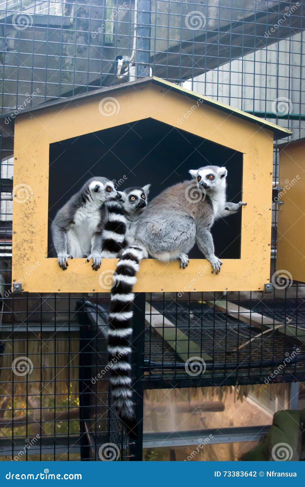 Group Ring-tailed lemur stock photo. Image of endangered - 73383642